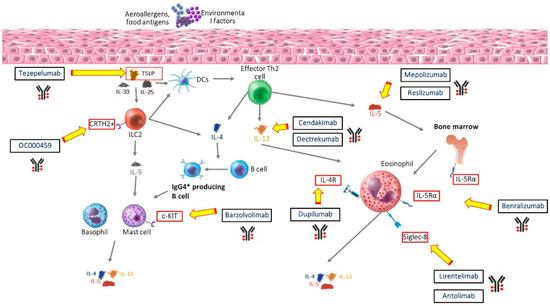 From Pathogenesis to Treatment: Targeting Type-2 Inflammation in ...