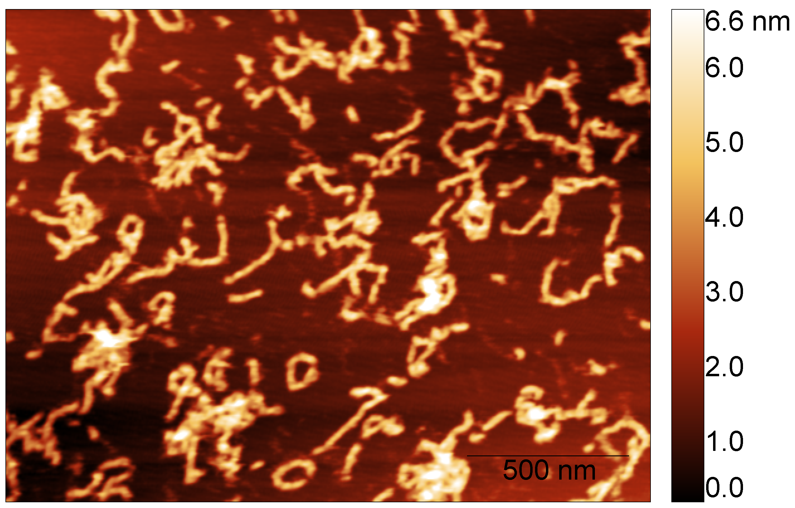 Morphological and Biophysical Study of S100A9 Protein Fibrils by Atomic ...