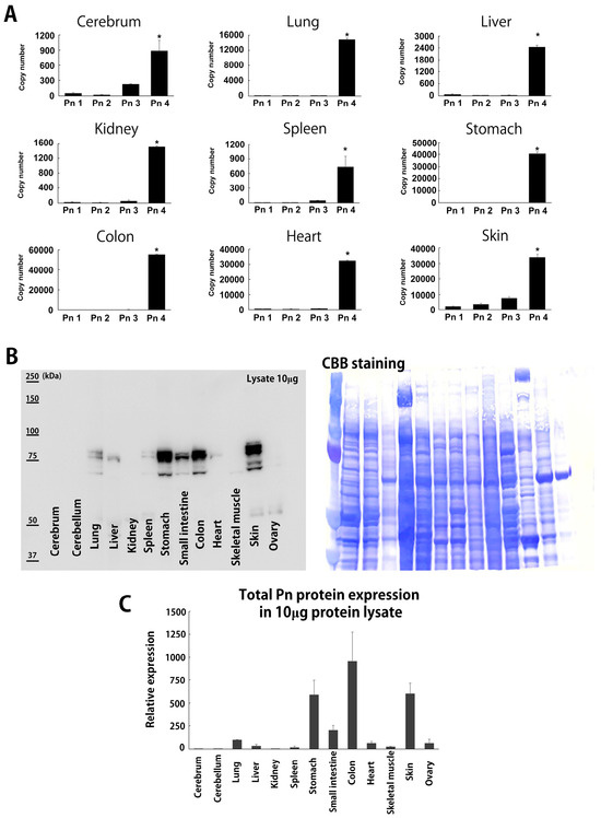 Expression of Periostin Alternative Splicing Variants in Normal Tissue ...