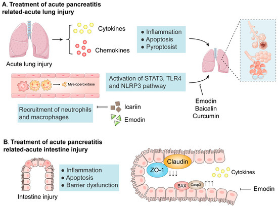 Natural Compounds for the Treatment of Acute Pancreatitis: Novel Anti ...