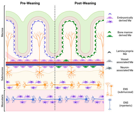 Neuroimmune Crossroads: The Interplay of the Enteric Nervous System and ...