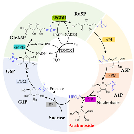 Biosynthesis of Arabinoside from Sucrose and Nucleobase via a Novel ...