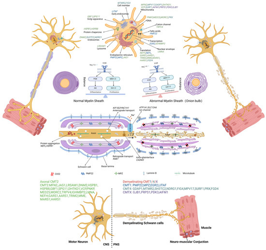 Current Treatment Methods for Charcot–Marie–Tooth Diseases