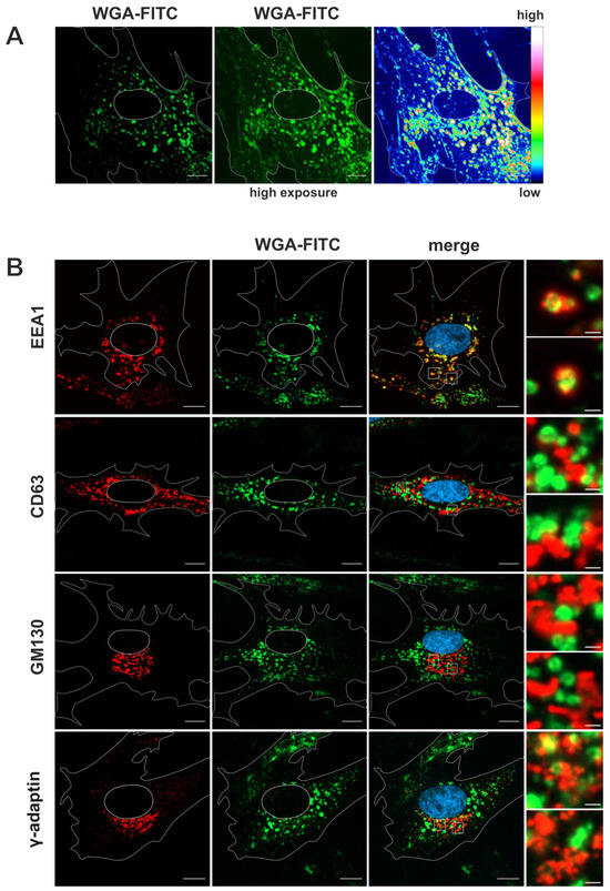 Secondary Envelopment of Human Cytomegalovirus Is a Fast Process ...