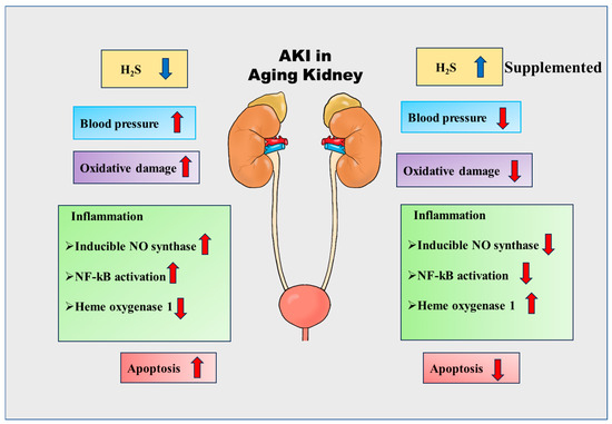 Complex Pathophysiology of Acute Kidney Injury (AKI) in Aging ...