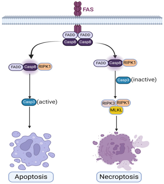 Significance of Necroptosis in Cartilage Degeneration