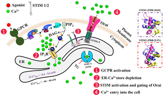 A Deep Dive into the N-Terminus of STIM Proteins: Structure–Function ...