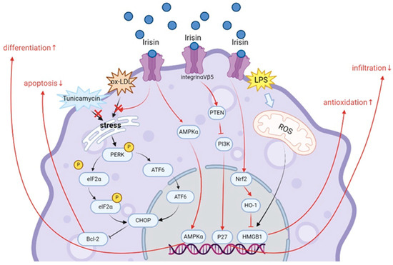 Myokines May Be the Answer to the Beneficial Immunomodulation of ...