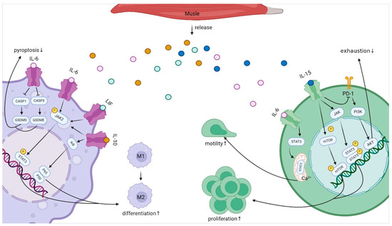 Myokines May Be the Answer to the Beneficial Immunomodulation of ...