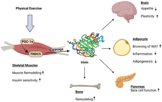 Irisin in Reproduction: Its Roles and Therapeutic Potential in Male and ...
