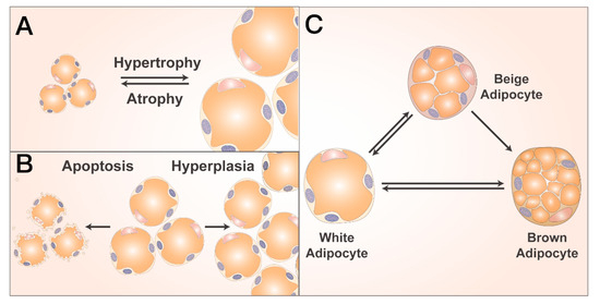 Adipose Tissue Plasticity: A Comprehensive Definition and ...