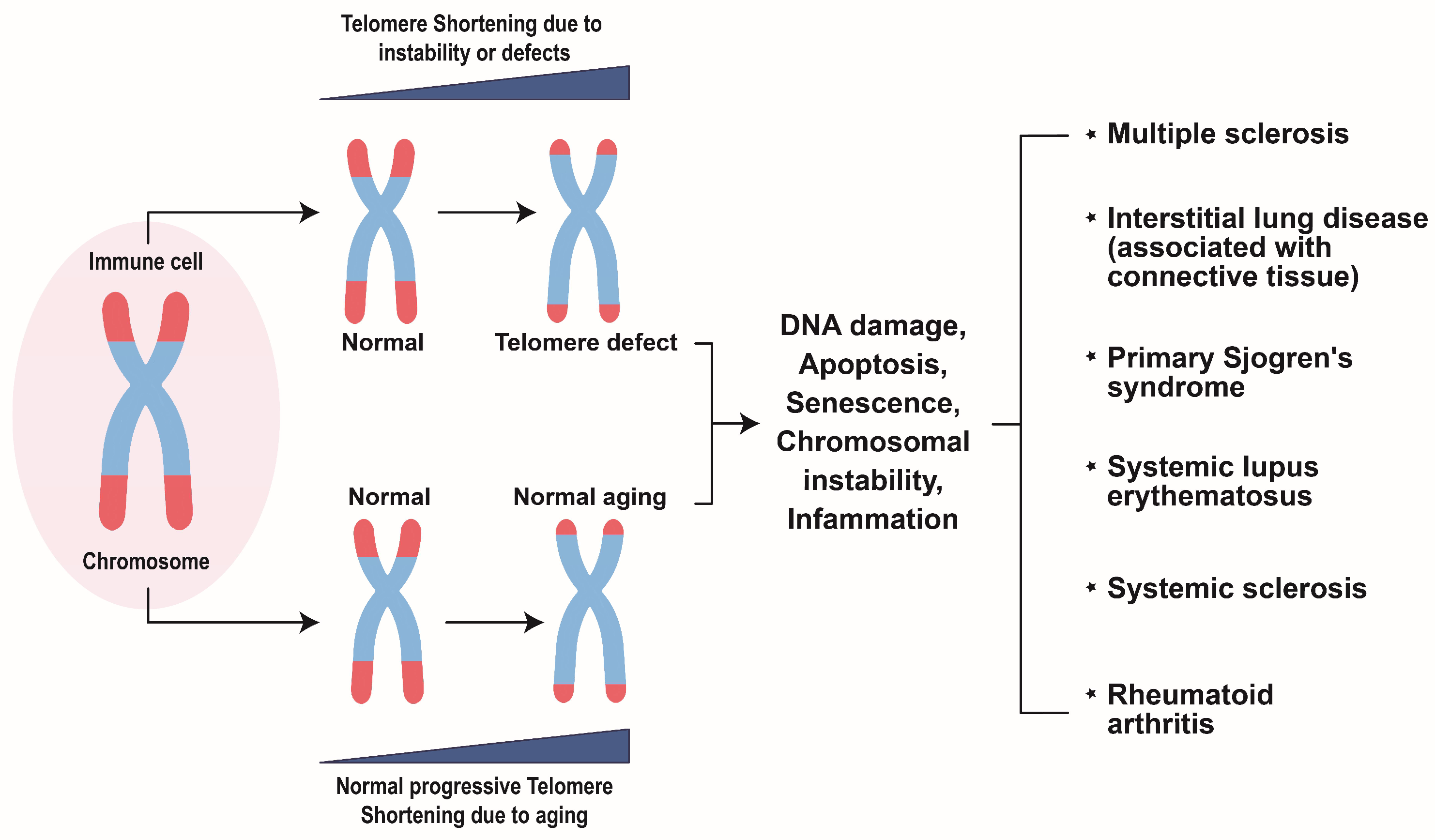 Connecting the Dots: Telomere Shortening and Rheumatic Diseases