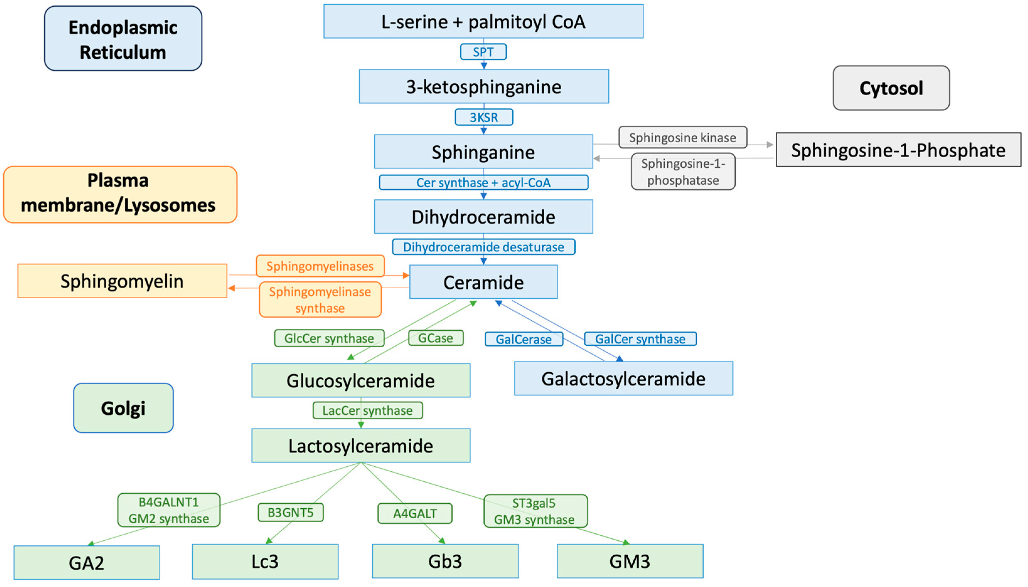 Glycosphingolipids in Cardiovascular Disease: Insights from Molecular ...