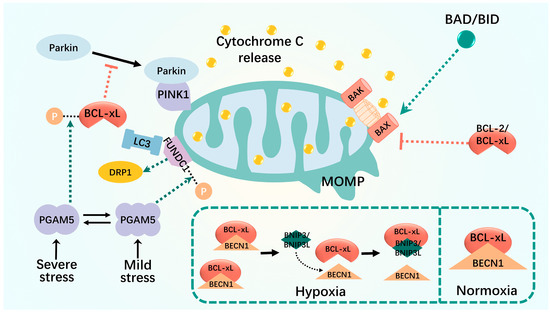 Mitophagy in Cell Death Regulation: Insights into Mechanisms and ...