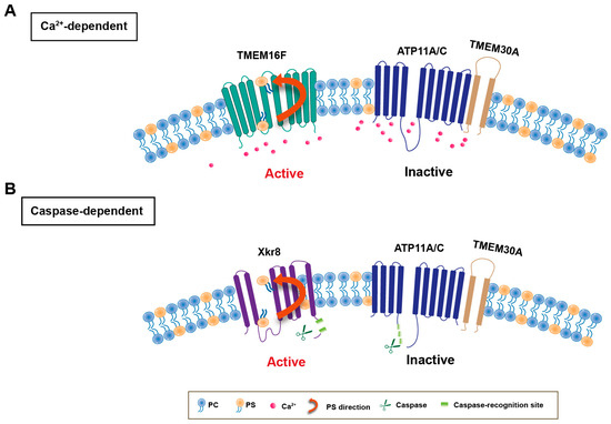 Phosphatidylserine: A Novel Target for Ischemic Stroke Treatment