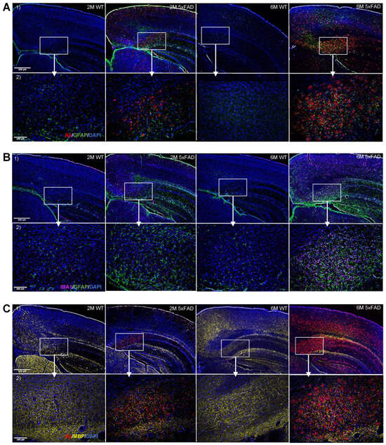 Comprehensive Analysis of the 5xFAD Mouse Model of Alzheimer’s Disease ...