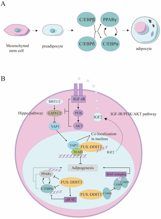 FUS::DDIT3 Fusion Protein in the Development of Myxoid Liposarcoma and ...