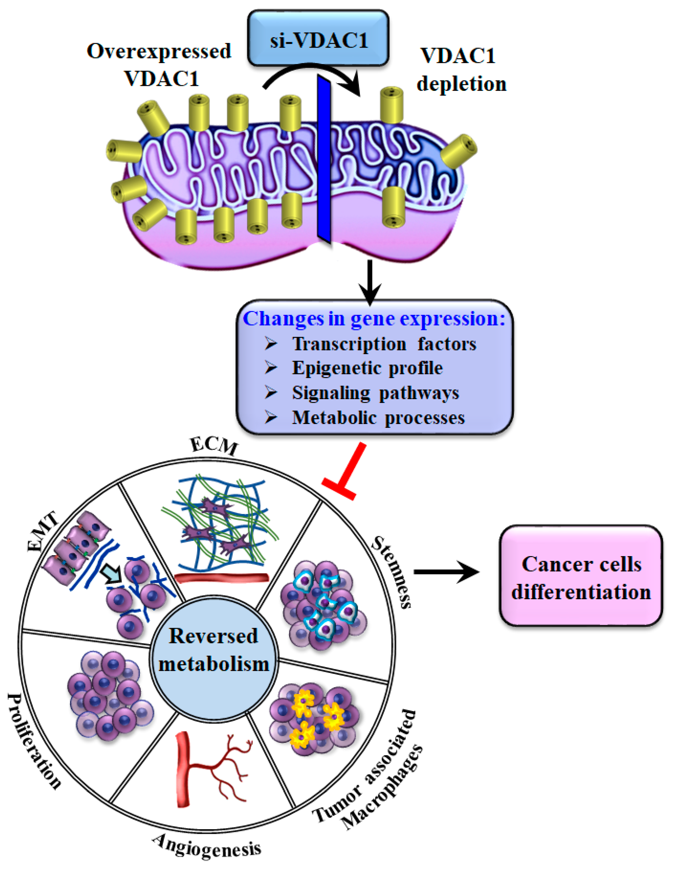 Decoding Cancer through Silencing the Mitochondrial Gatekeeper VDAC1