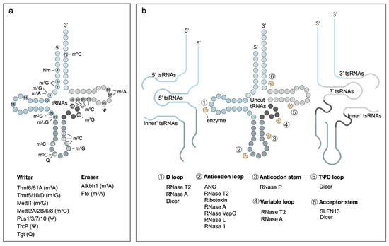 tRNA and tsRNA: From Heterogeneity to Multifaceted Regulators