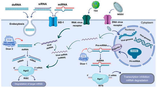RNA Interference Applied to Crustacean Aquaculture