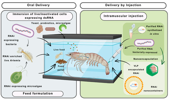 RNA Interference Applied to Crustacean Aquaculture