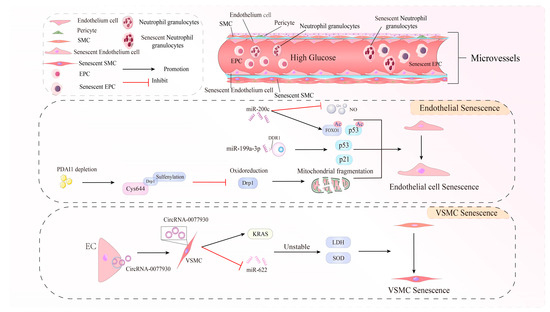Cellular Senescence: A Bridge Between Diabetes and Microangiopathy
