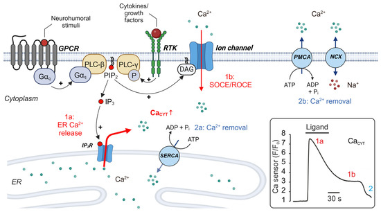 Ca2+ Signaling in Cardiovascular Fibroblasts