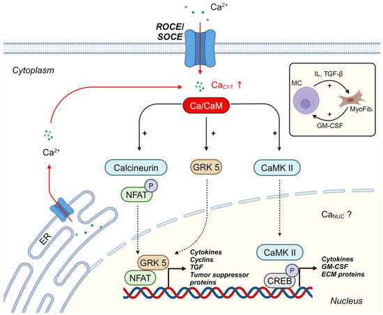 Ca2+ Signaling in Cardiovascular Fibroblasts