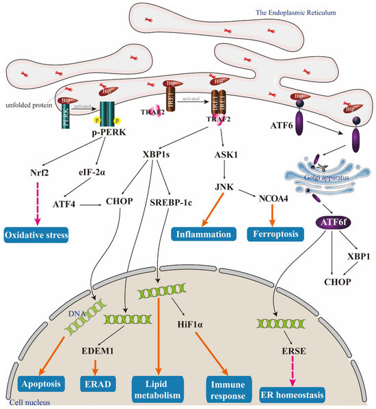 The Role and Interactive Mechanism of Endoplasmic Reticulum Stress and ...