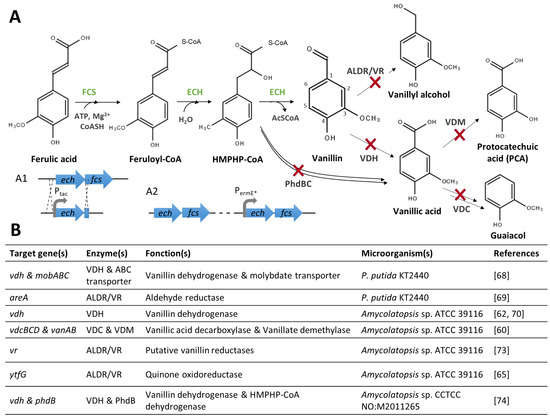 Genetic Engineering Approaches for the Microbial Production of Vanillin