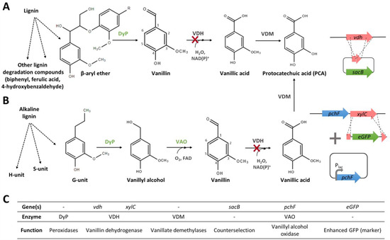 Genetic Engineering Approaches for the Microbial Production of Vanillin