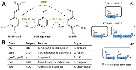 Genetic Engineering Approaches for the Microbial Production of Vanillin