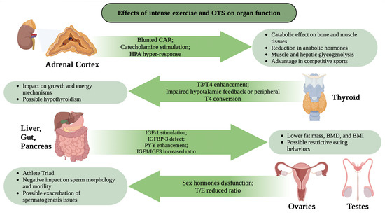 How Does Physical Activity Modulate Hormone Responses?