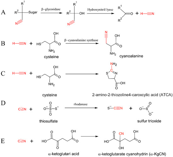 Cyanide and Cyanogenic Compounds—Toxicity, Molecular Targets, and ...
