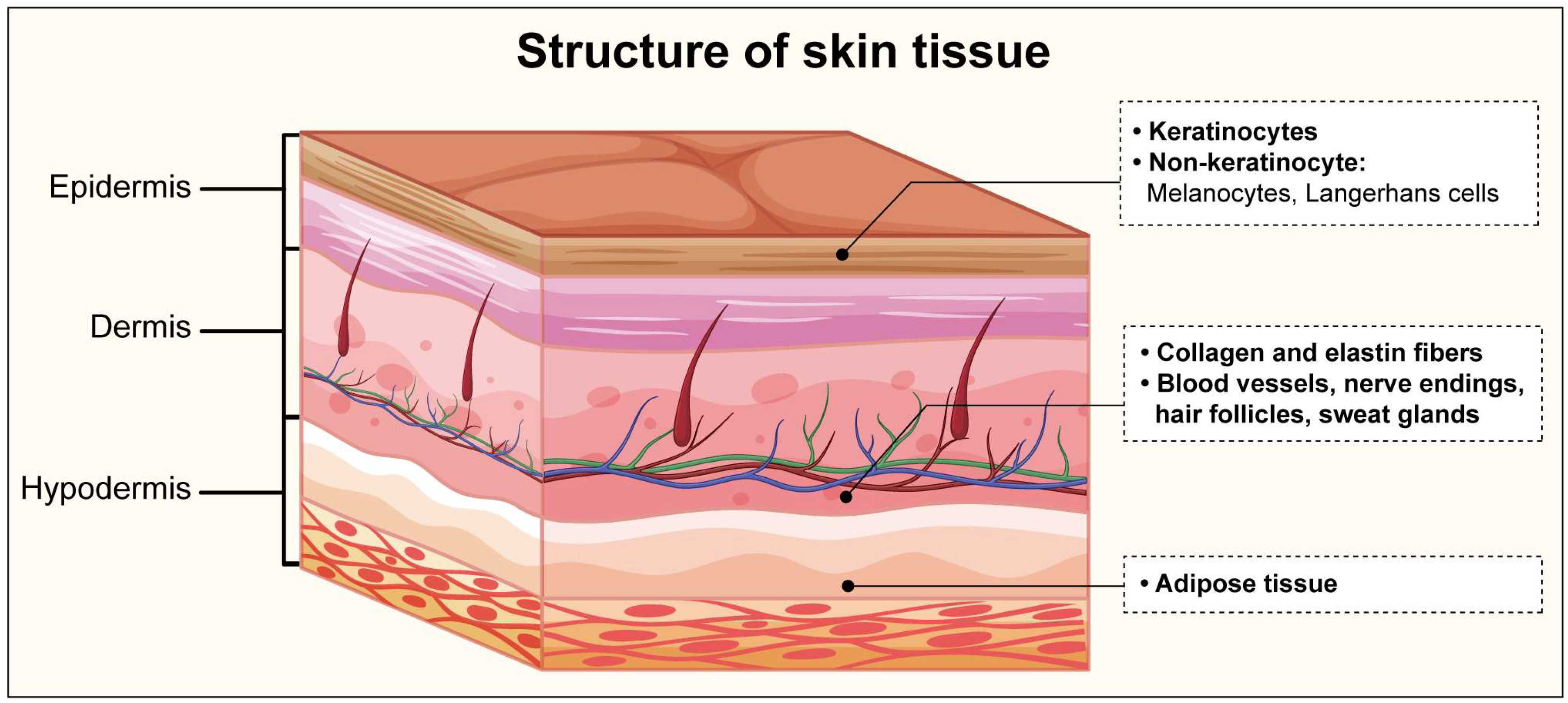 Organoids as Tools for Investigating Skin Aging: Mechanisms, Applications, and Insights