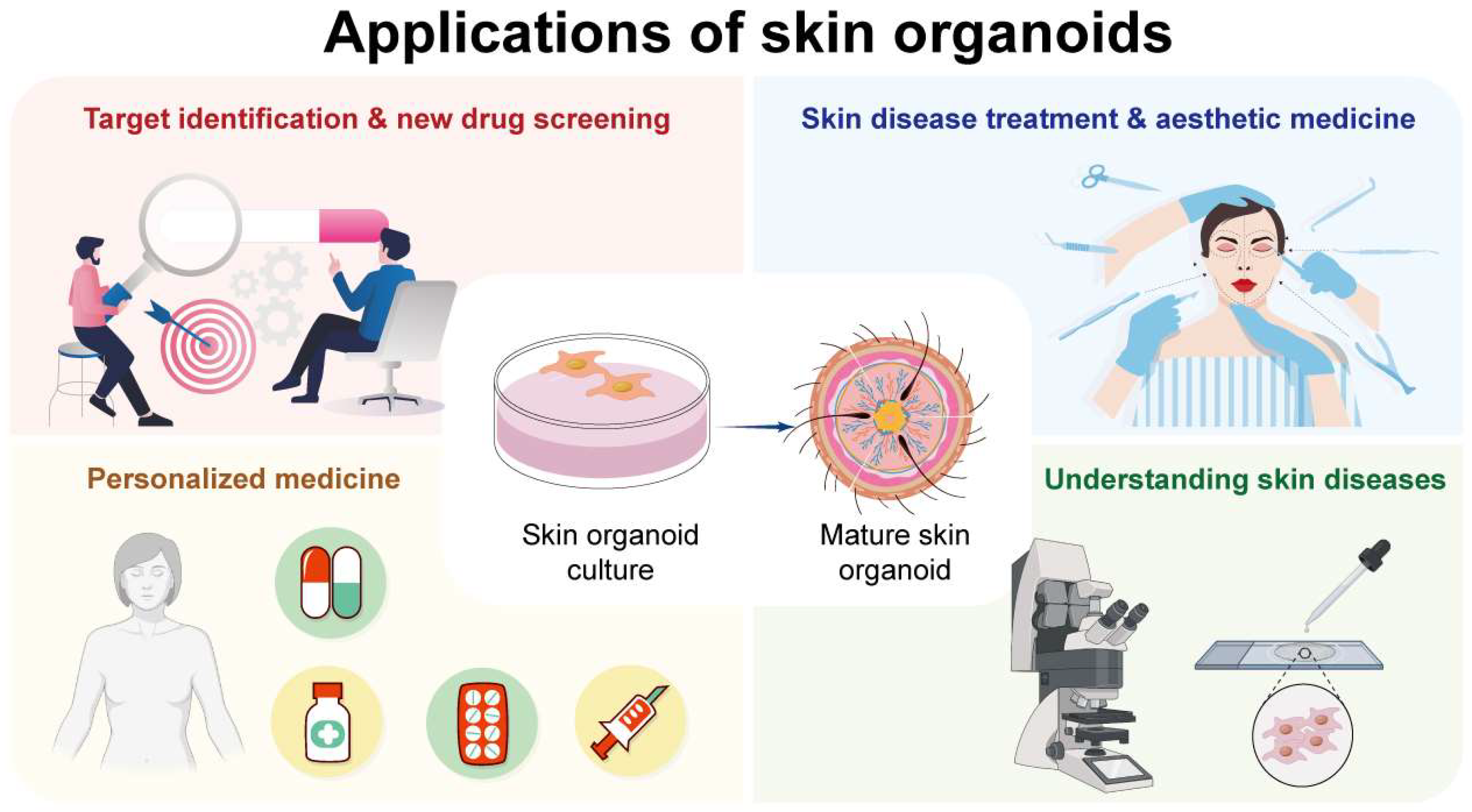 Organoids as Tools for Investigating Skin Aging: Mechanisms, Applications, and Insights