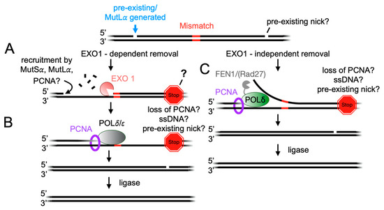 Action-At-A-Distance in DNA Mismatch Repair: Mechanistic Insights and ...