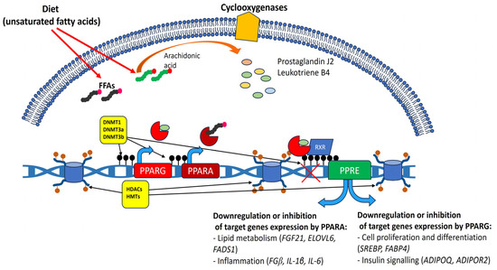 Exploring PPAR Gamma and PPAR Alpha’s Regulation Role in Metabolism via ...