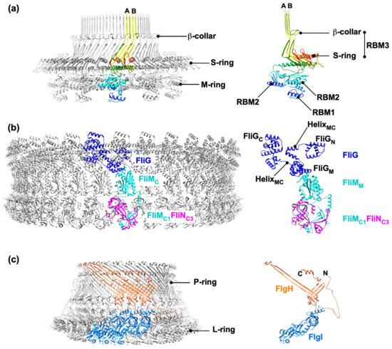 Structure and Dynamics of the Bacterial Flagellar Motor Complex