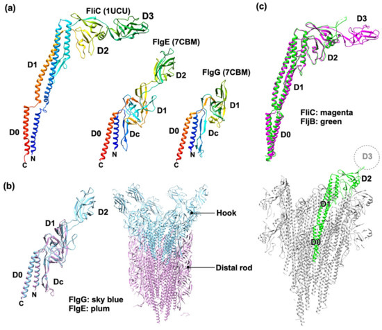 Structure and Dynamics of the Bacterial Flagellar Motor Complex