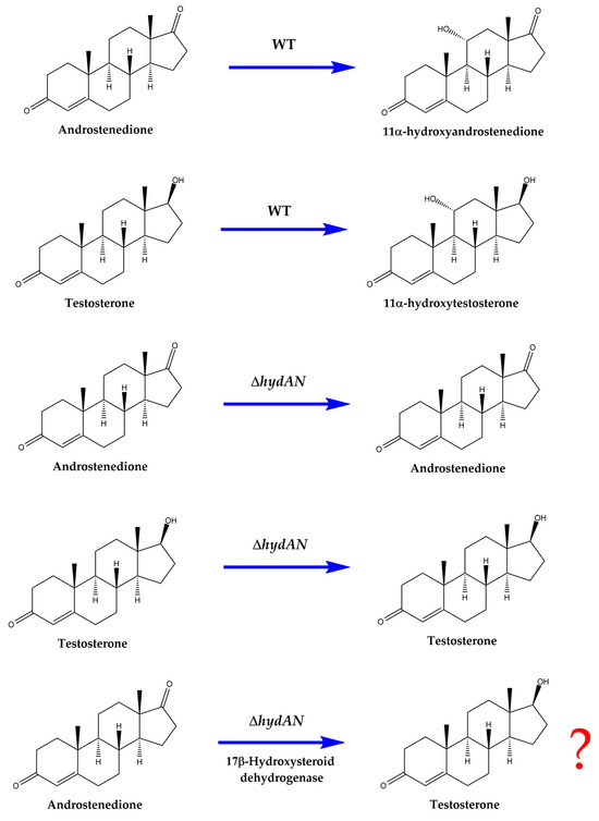 Unlocking Testosterone Production by Biotransformation: Engineering a ...