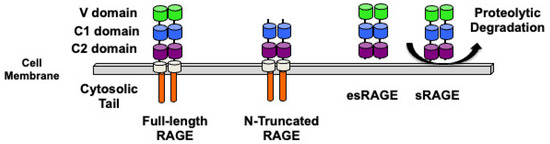 Role of the Receptor for Advanced Glycation End Products (RAGE) and Its ...