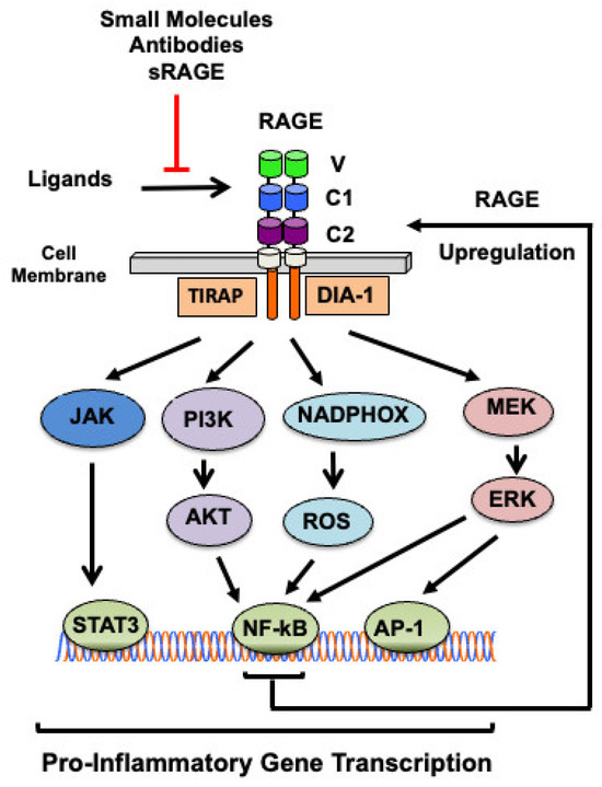 Role of the Receptor for Advanced Glycation End Products (RAGE) and Its ...