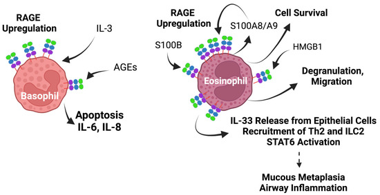 Role of the Receptor for Advanced Glycation End Products (RAGE) and Its ...