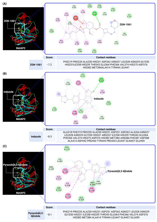 MetAP2 as a Therapeutic Target for Obesity and Type 2 Diabetes ...