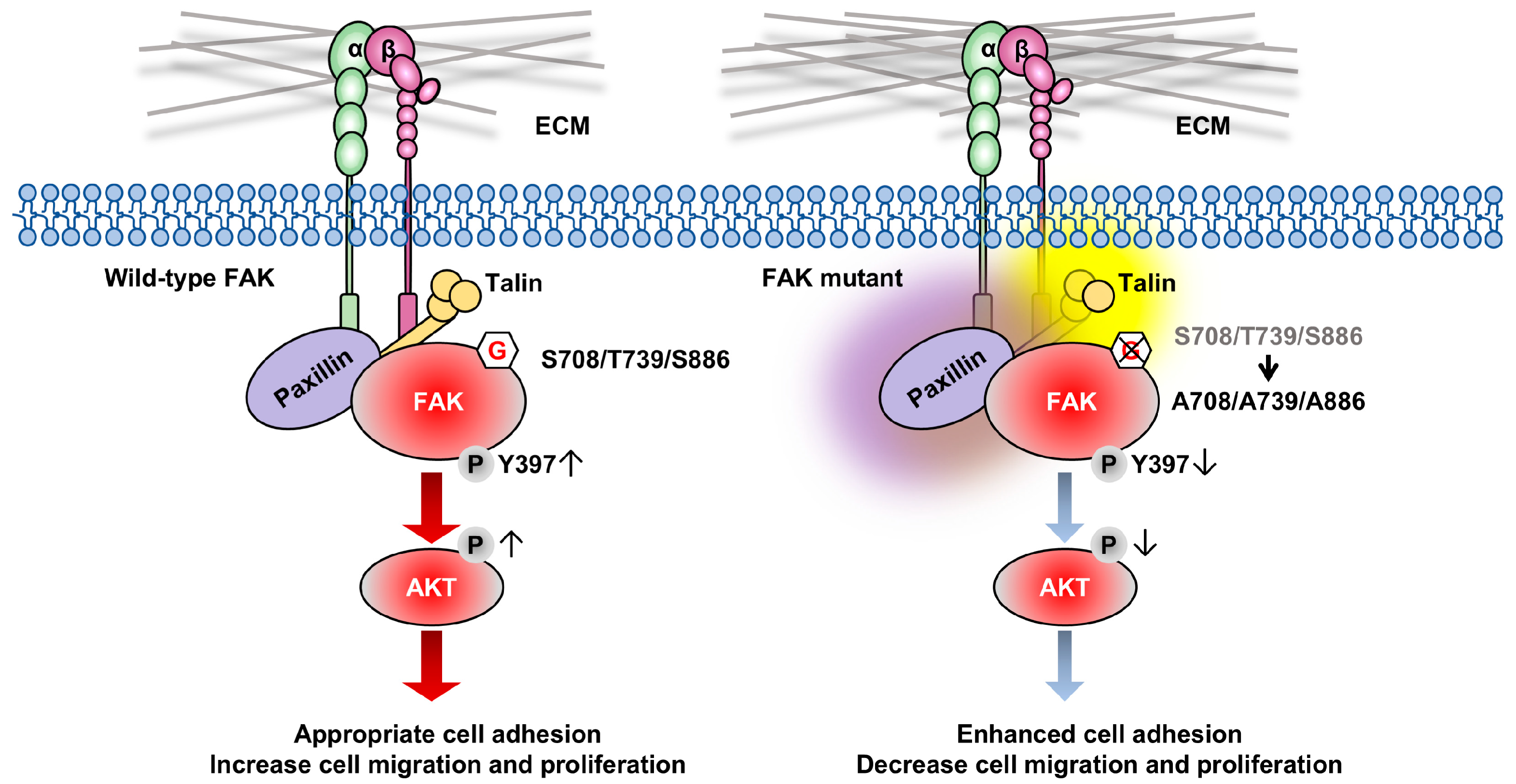 O-GlcNAcylation of Focal Adhesion Kinase Regulates Cell Adhesion ...