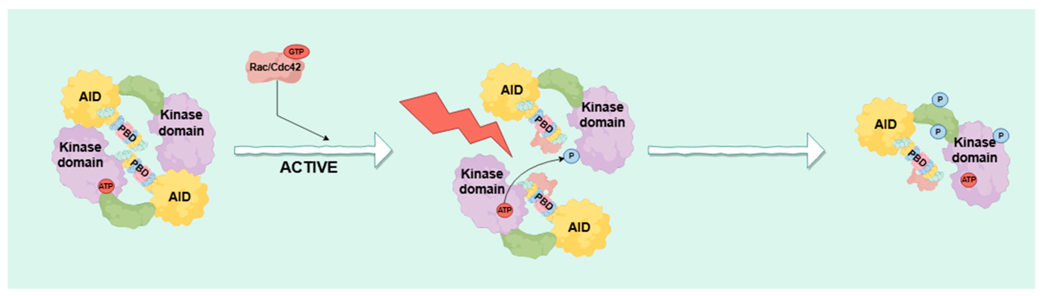 Regulation of Vascular Injury and Repair by P21-Activated Kinase 1 and ...