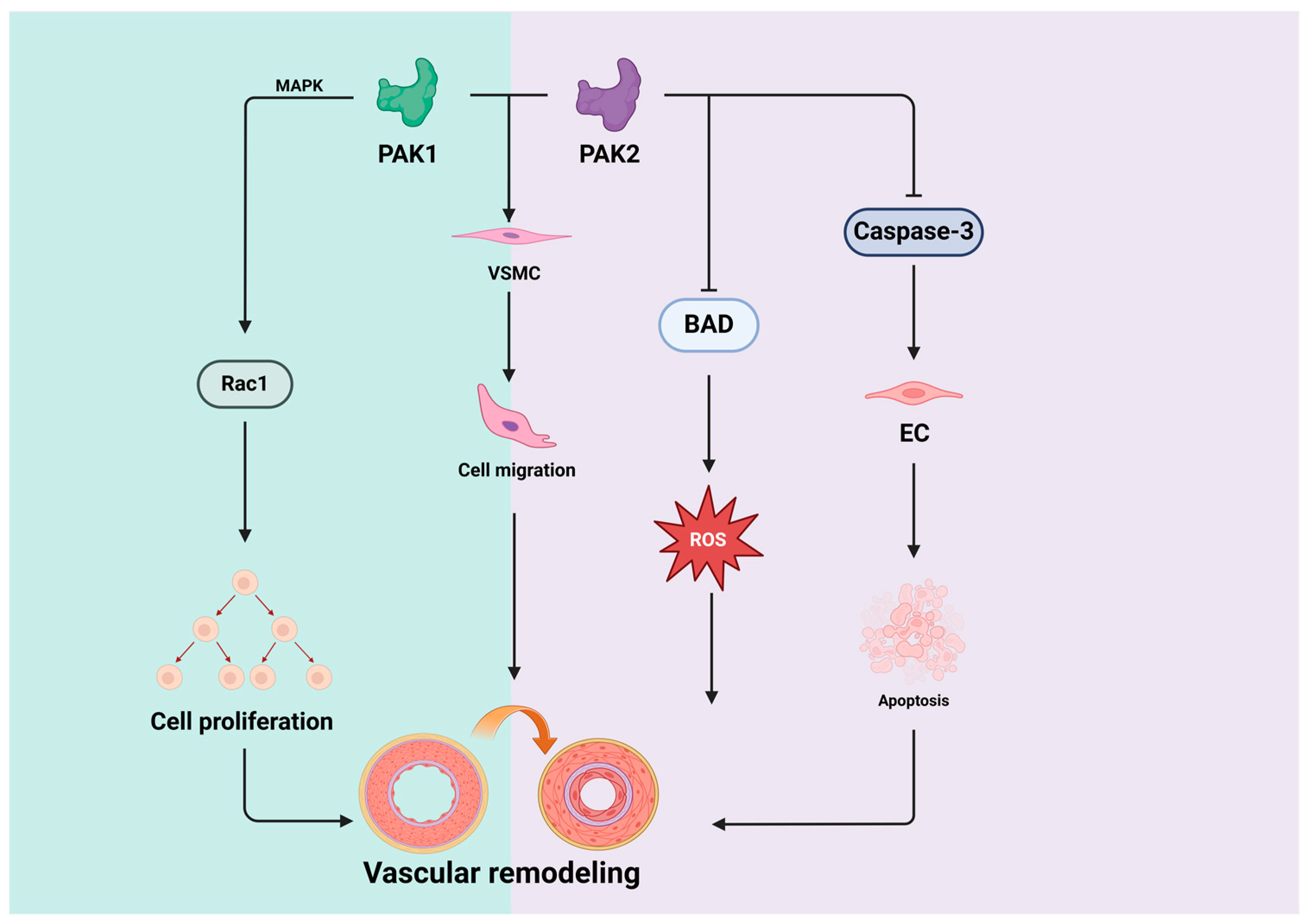 Regulation of Vascular Injury and Repair by P21-Activated Kinase 1 and P21-Activated Kinase 2 ...