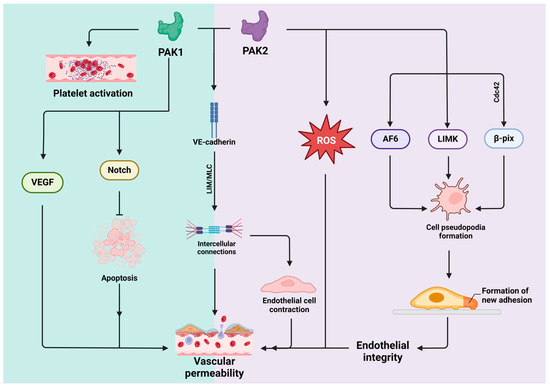 Regulation of Vascular Injury and Repair by P21-Activated Kinase 1 and P21-Activated Kinase 2 ...