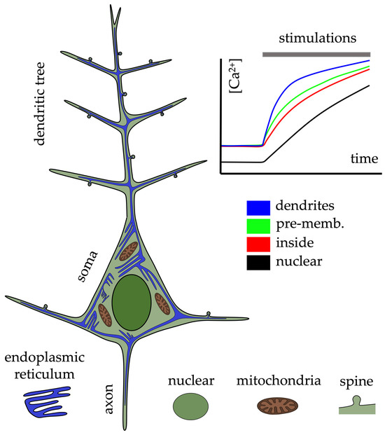 Endoplasmic Reticulum Calcium Signaling in Hippocampal Neurons